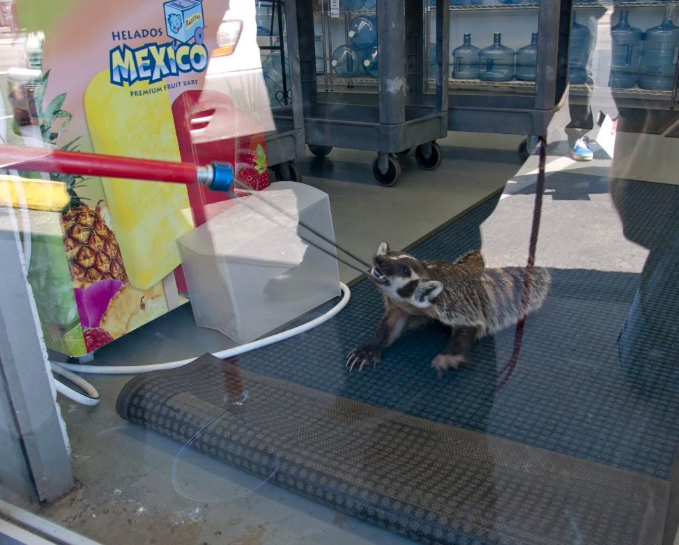 Nevada Wildlife Officials Have One-Hour Standoff With BadgerThe Trapper