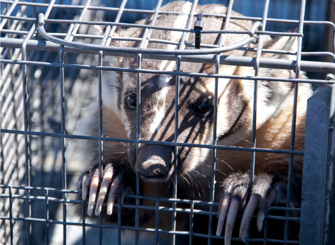 Nevada Wildlife Officials Have One-Hour Standoff With BadgerThe Trapper