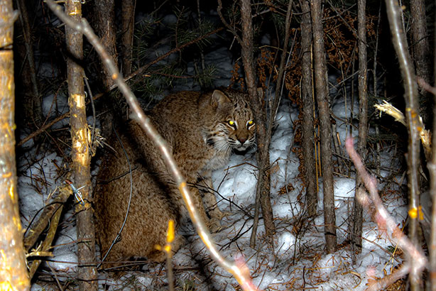 Bobcat Trapping, Minnesota StyleThe Trapper