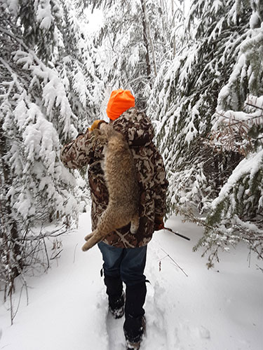 Bobcat Trapping, Minnesota StyleThe Trapper