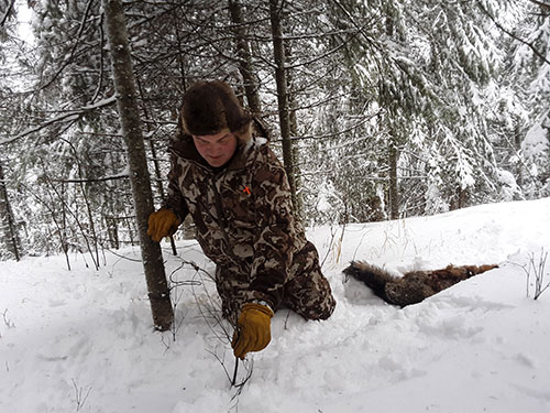 Bobcat Trapping, Minnesota StyleThe Trapper