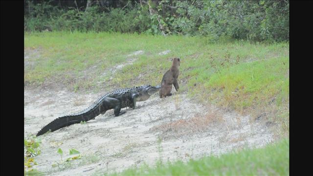 10-Foot Gator Stalks BobcatThe Trapper