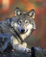New Mexico Governor Orders 6-Month Trapping Ban to Protect Gray ...