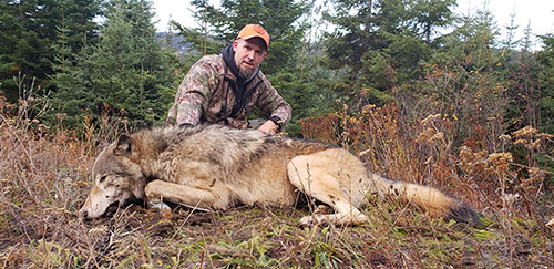 Idaho Wolves: Coping With Canis LupusThe Trapper