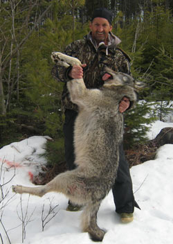 First Wolf Since 1920s Confirmed in New BrunswickThe Trapper