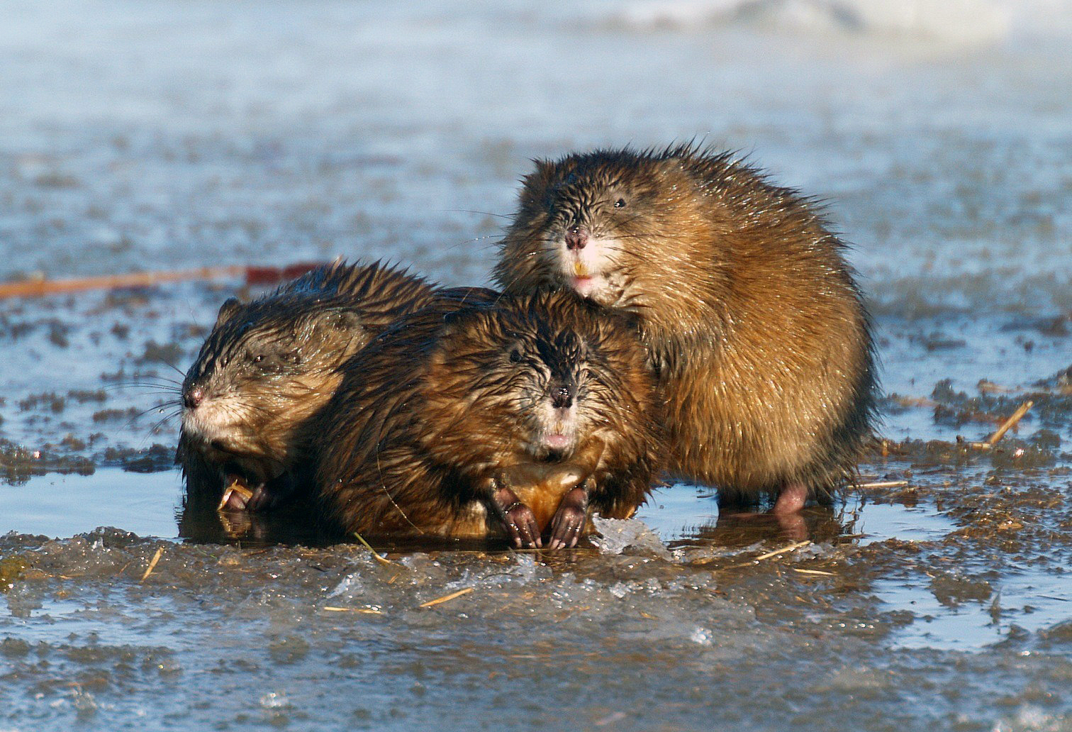 New Jersey Town Holds 75th Annual Muskrat Dinner | The TrapperThe Trapper