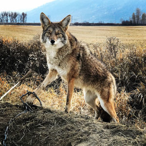 Trap Chain MattersThe Trapper