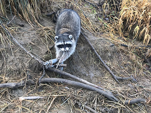 Trap Chain MattersThe Trapper