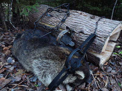 Triple Trap ChallengeThe Trapper