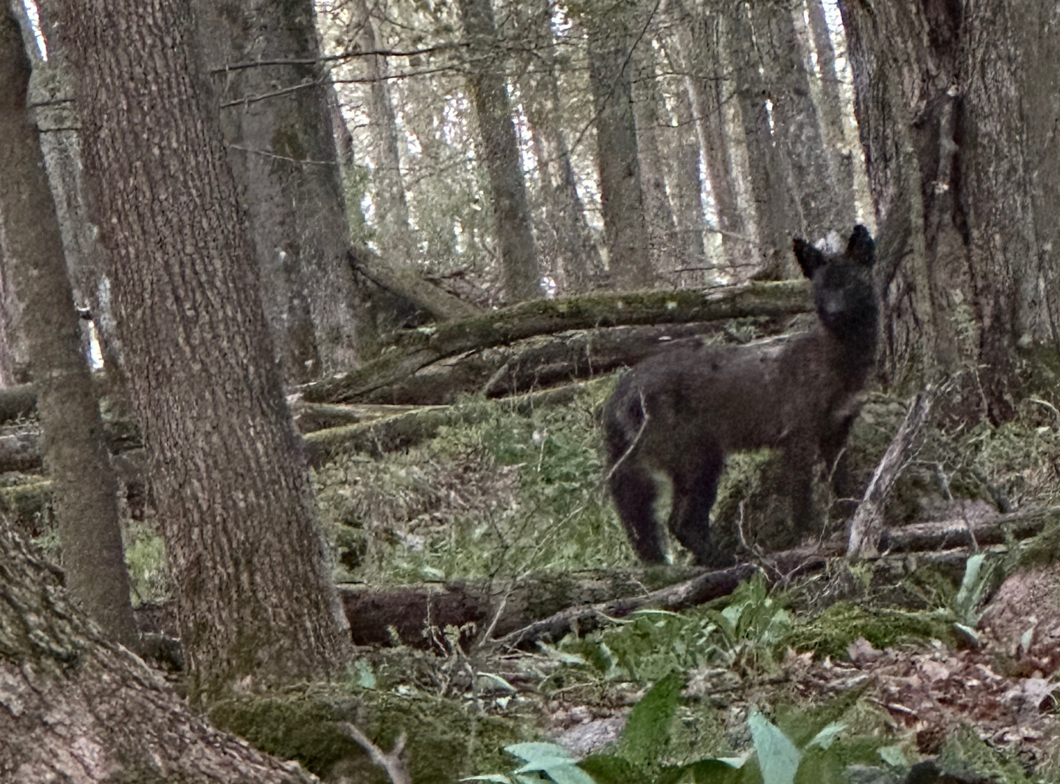Black Coyotes: What Causes Them and How Rare Are They?The Trapper